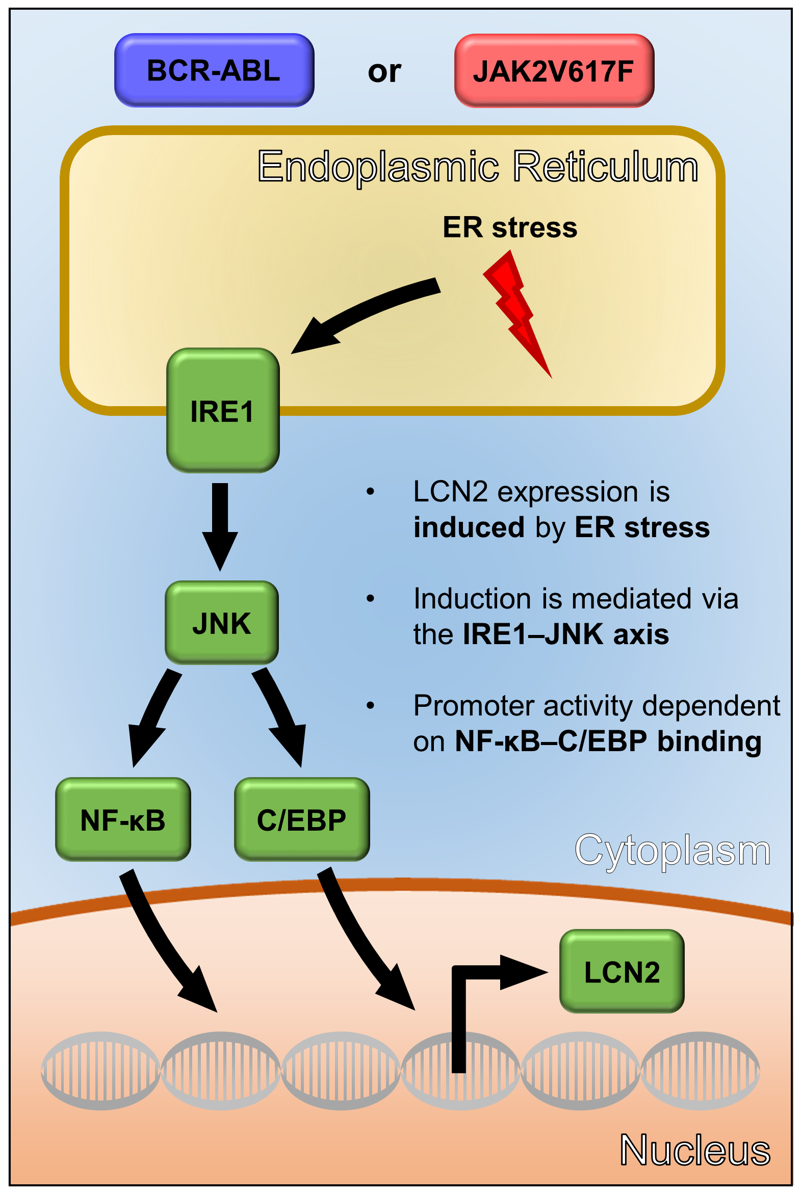 Cancers | Free Full-Text | The Unfolded Protein Response Is a Major ...