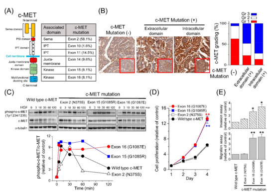MET Mutation Is a Potential Therapeutic Target for Advanced Endometrial ...