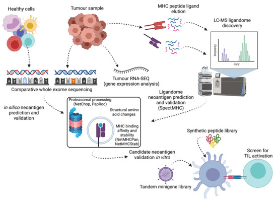 Identification and Targeting of Mutant Peptide Neoantigens in Cancer ...