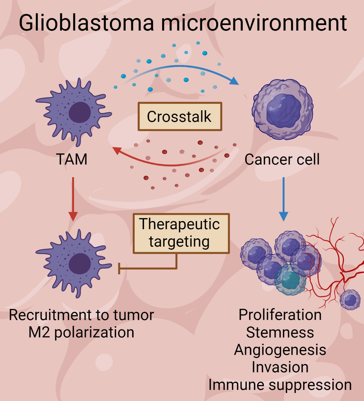 Cancers | Free Full-Text | Tumor-Associated Microglia and Macrophages in the Glioblastoma ...