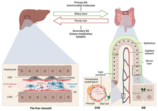 Cancers | Free Full-Text | Host–Microbiota Interactions in Liver ...