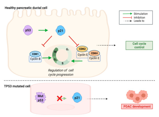 Cyclin Dependent Kinase-1 (CDK-1) Inhibition as a Novel Therapeutic ...