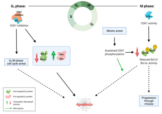 Cyclin Dependent Kinase-1 (CDK-1) Inhibition as a Novel Therapeutic ...