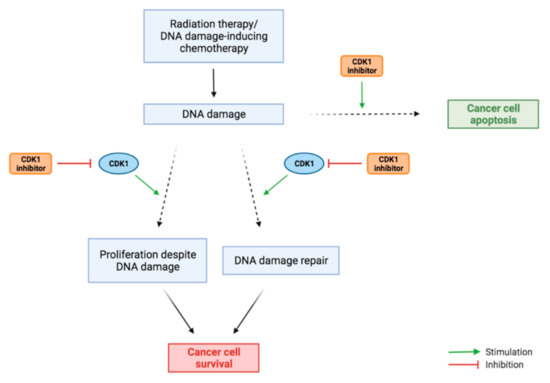 Cyclin Dependent Kinase-1 (CDK-1) Inhibition as a Novel Therapeutic ...