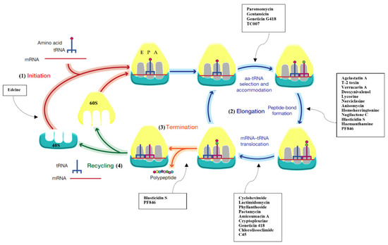 Cancers | Free Full-Text | Inhibition of the Eukaryotic 80S Ribosome as ...