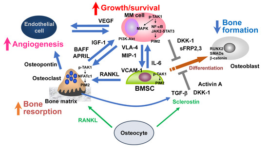 Myeloma–Bone Interaction: A Vicious Cycle via TAK1–PIM2 Signaling