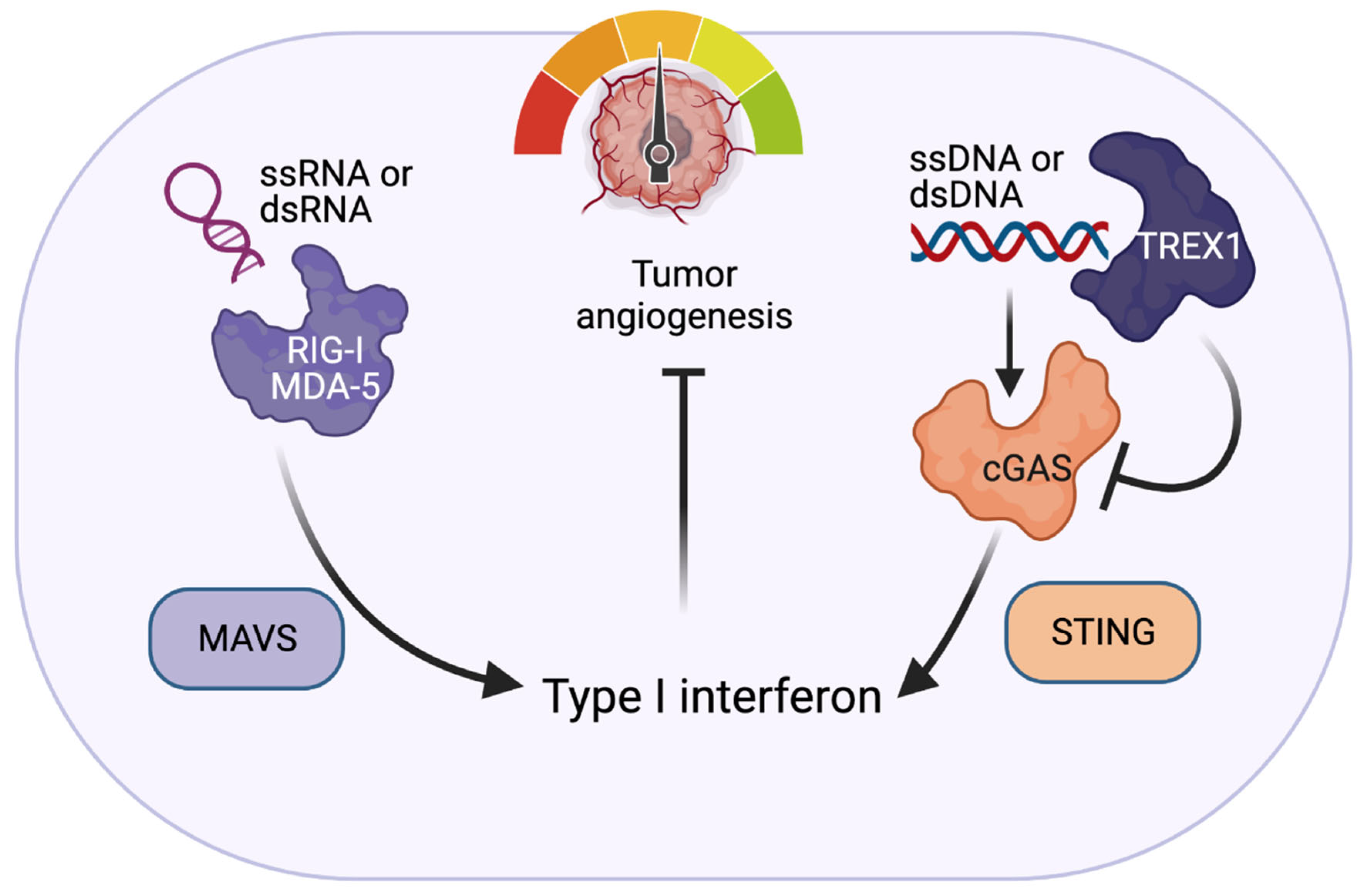 Nucleic Acid Sensing in the Tumor Vasculature
