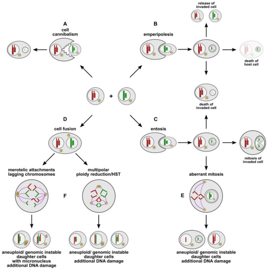 Hybrid Formation and Fusion of Cancer Cells In Vitro and In Vivo