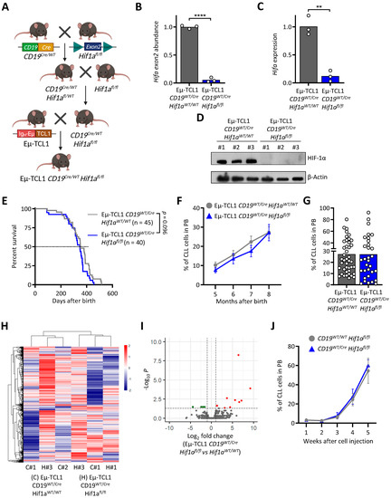 The Tumor Microenvironment-Dependent Transcription Factors AHR and HIF ...