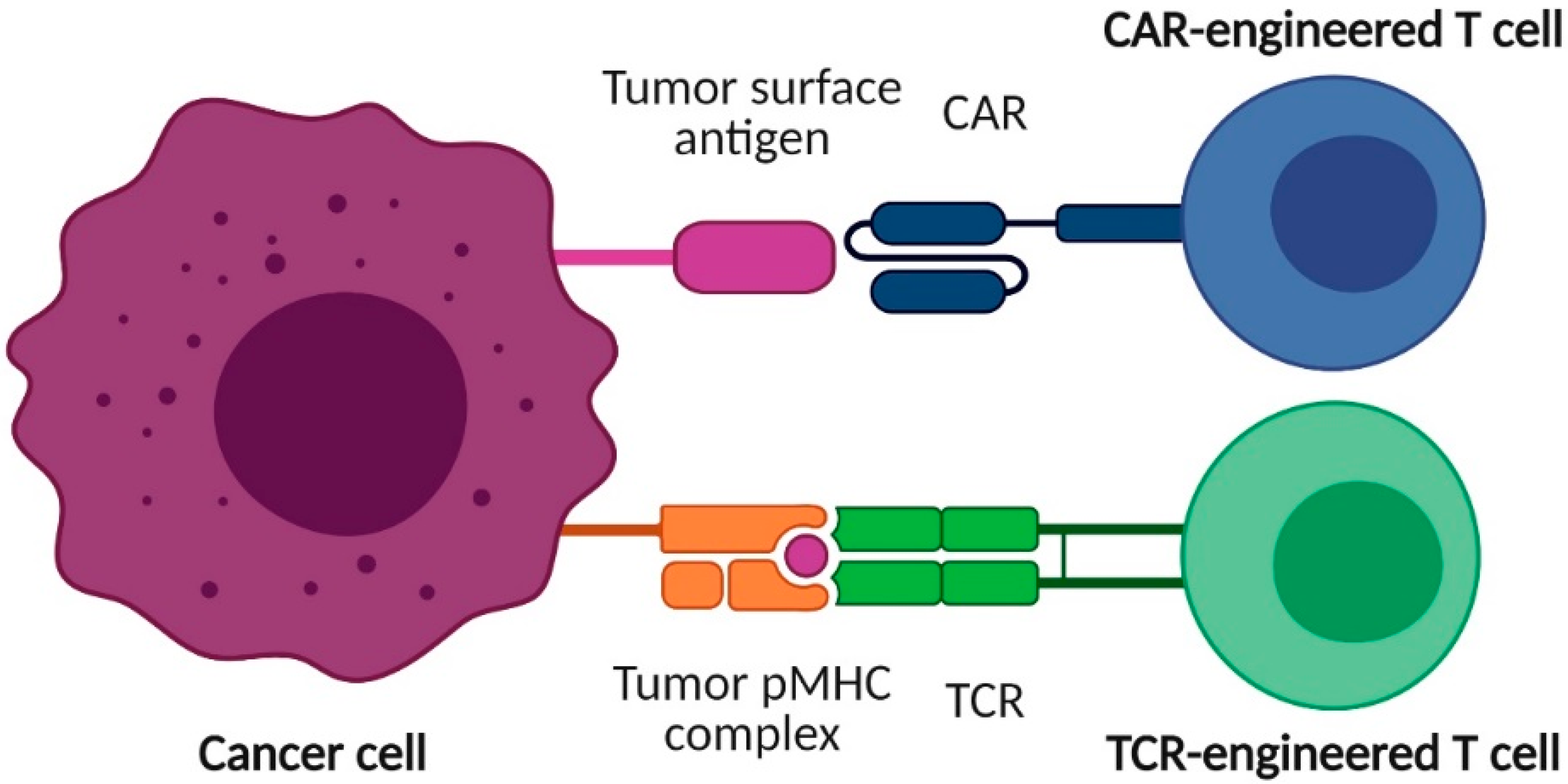 Cancers | Free Full-Text | Trial Watch: Adoptive TCR-Engineered T-Cell Immunotherapy for Acute ...