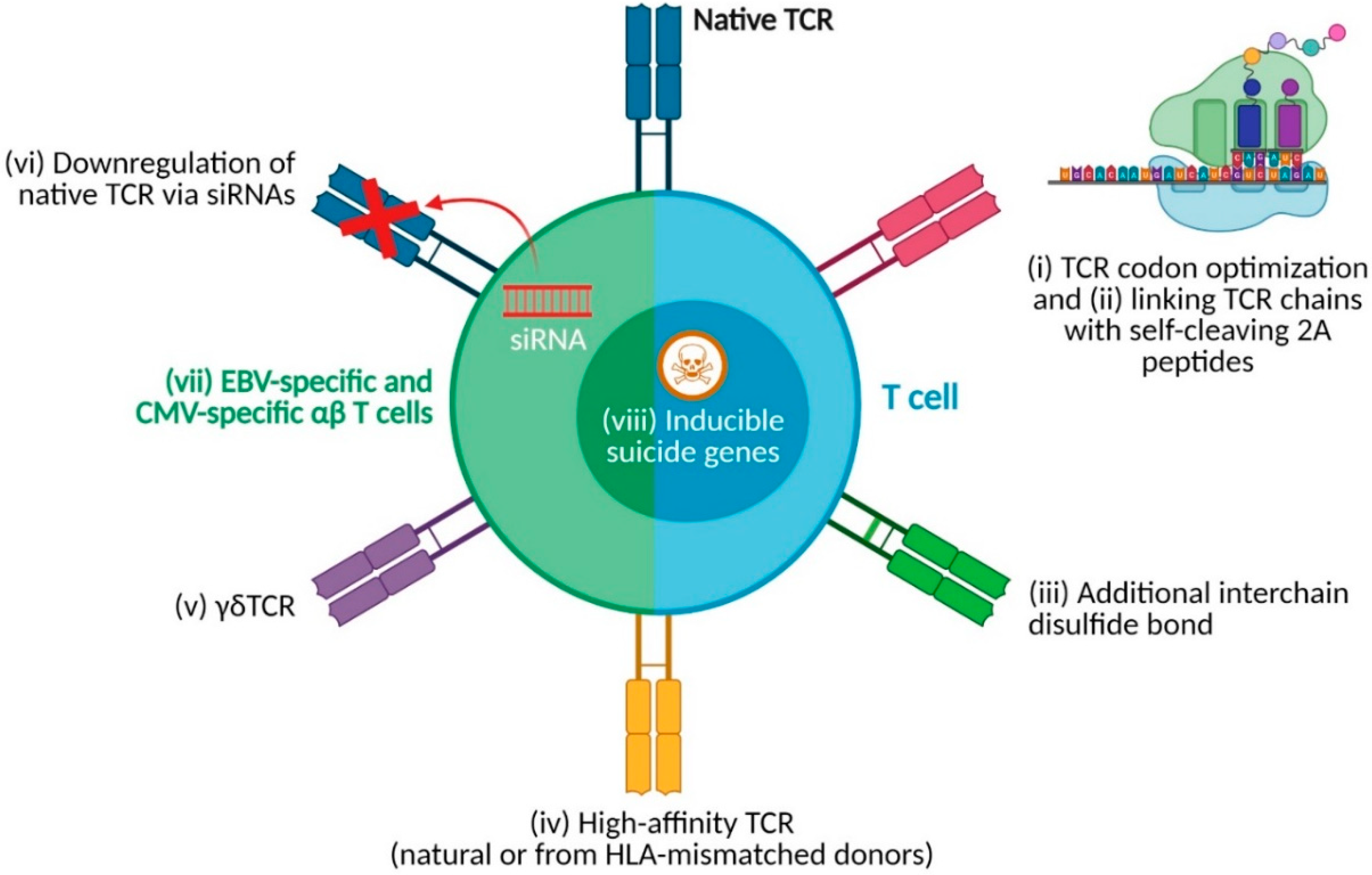 Cancers | Free Full-Text | Trial Watch: Adoptive TCR-Engineered T-Cell Immunotherapy for Acute ...