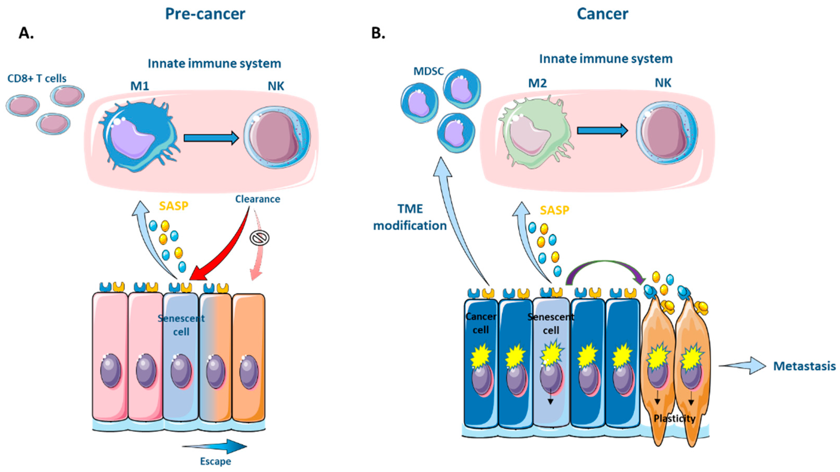 Cellular Plasticity: A Route to Senescence Exit and Tumorigenesis