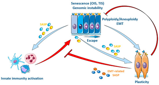 Cellular Plasticity: A Route to Senescence Exit and Tumorigenesis