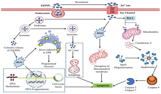 Recent Advances in Zinc Oxide Nanoparticles (ZnO NPs) for Cancer ...