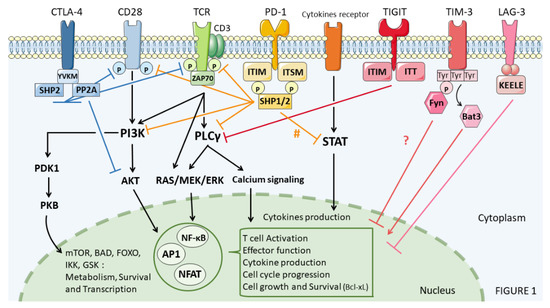 Immune Checkpoints in Cancers: From Signaling to the Clinic