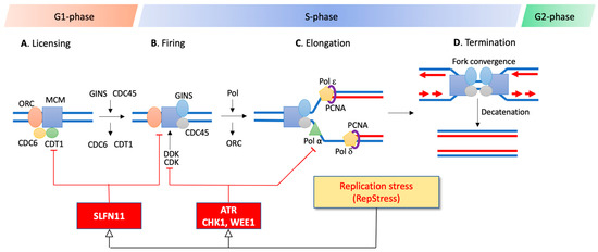 Precision Oncology with Drugs Targeting the Replication Stress, ATR ...