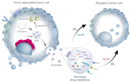 Cancers | Special Issue : MicroRNA Therapeutics: Towards a New Era for ...