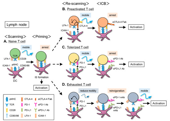 Motility Dynamics of T Cells in Tumor-Draining Lymph Nodes: A Rational ...