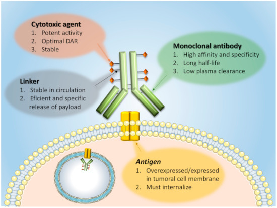 Cancers | Free Full-Text | Generation of Antibody-Drug Conjugate ...