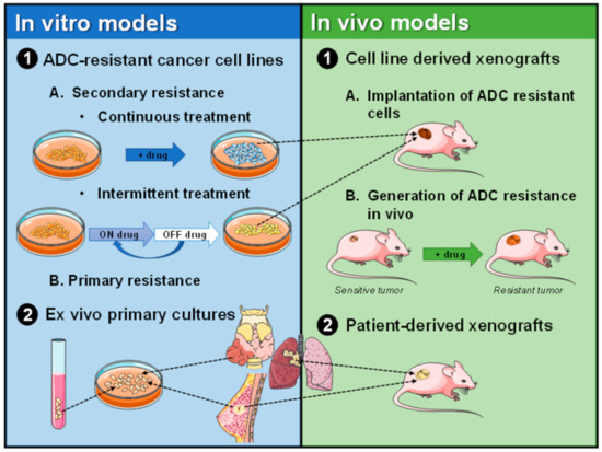 Generation of Antibody-Drug Conjugate Resistant Models