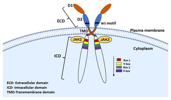 Crosstalk between PRLR and EGFR/HER2 Signaling Pathways in Breast Cancer