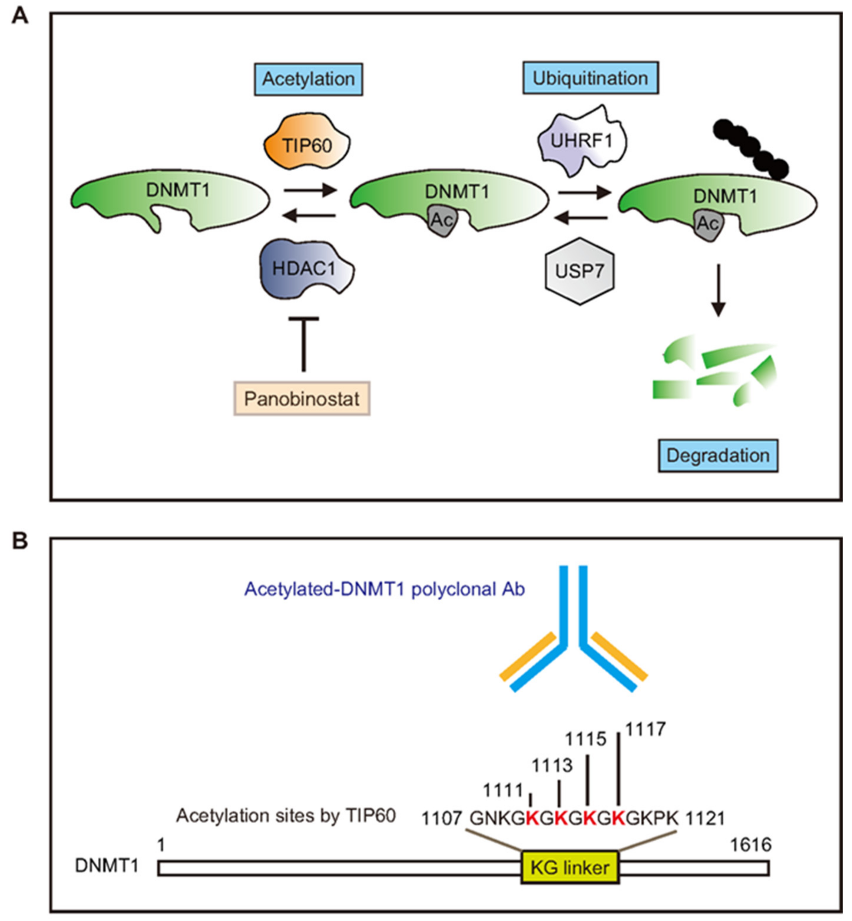Acetylated DNMT1 Downregulation and Related Regulatory Factors Influence Metastatic Melanoma ...
