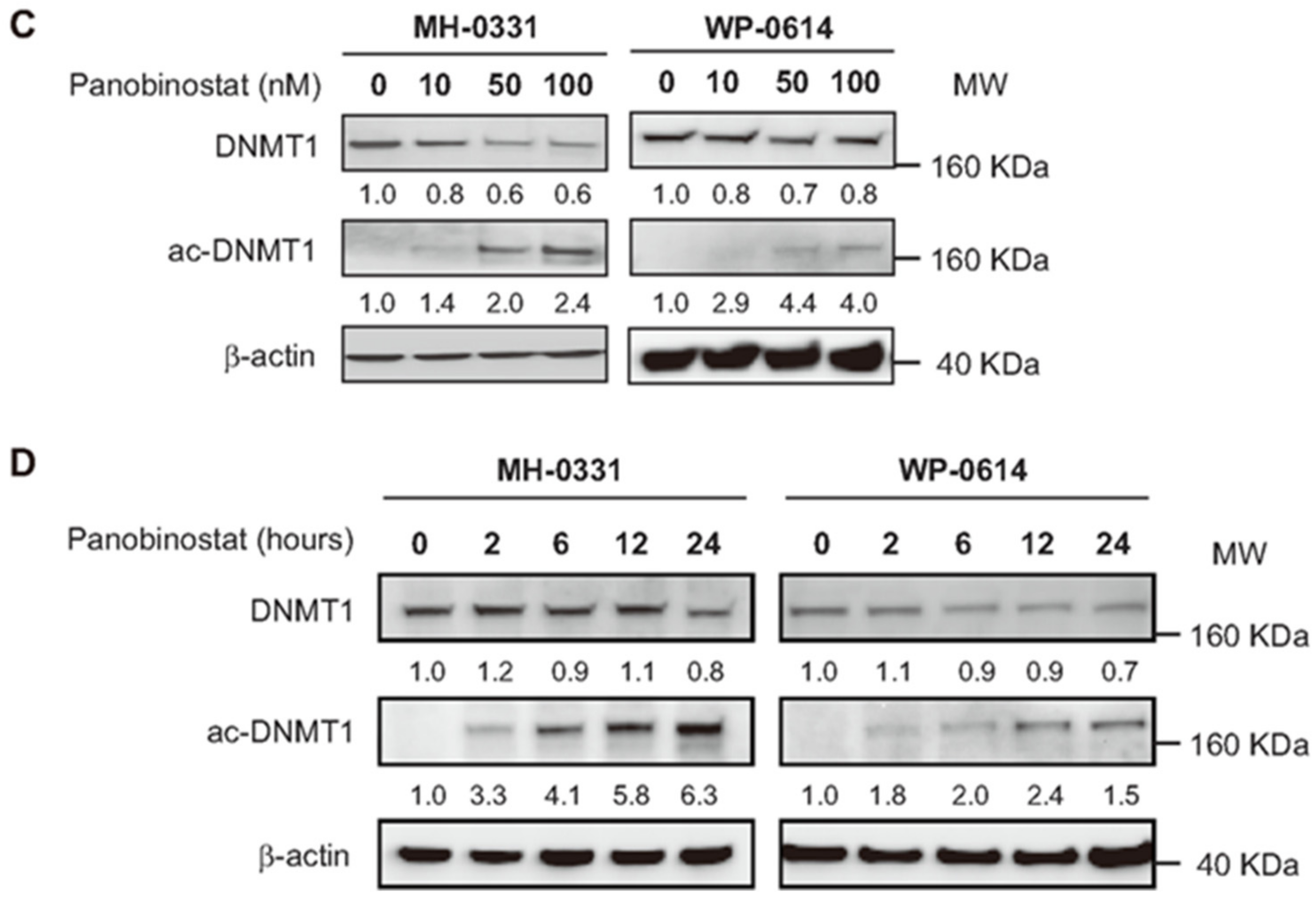 Acetylated DNMT1 Downregulation and Related Regulatory Factors Influence Metastatic Melanoma ...