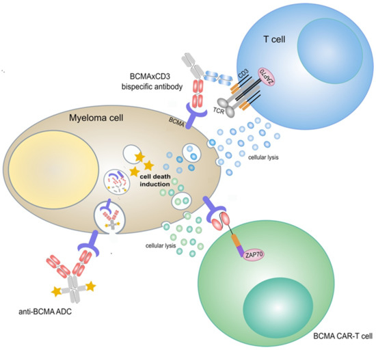 The Agony of Choice—Where to Place the Wave of BCMA-Targeted Therapies ...