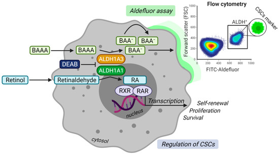 The Multifaceted Role of Aldehyde Dehydrogenases in Prostate Cancer ...