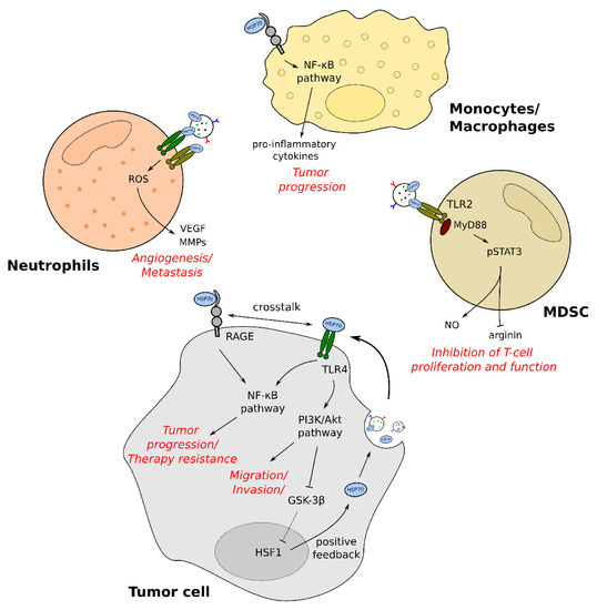The Role of Extracellular HSP70 in the Function of Tumor-Associated ...