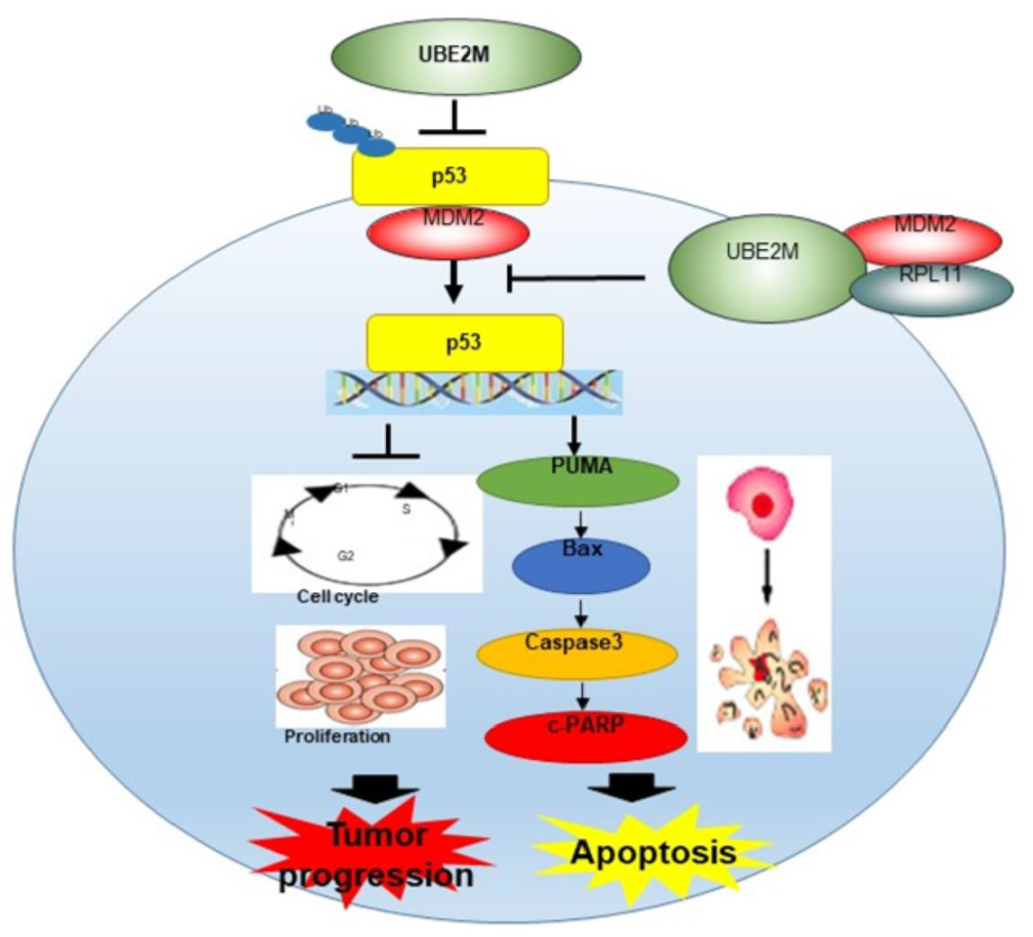 Cancers | Free Full-Text | UBE2M Drives Hepatocellular Cancer ...