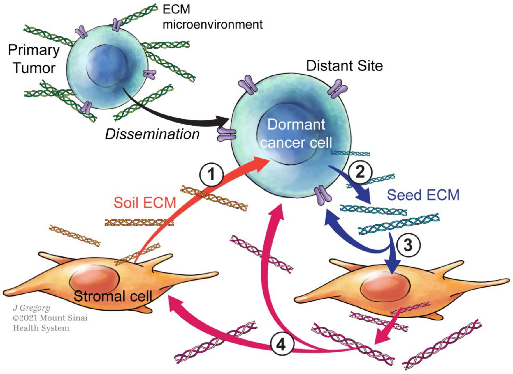 Remodeling the ECM: Implications for Metastasis and Tumor Dormancy