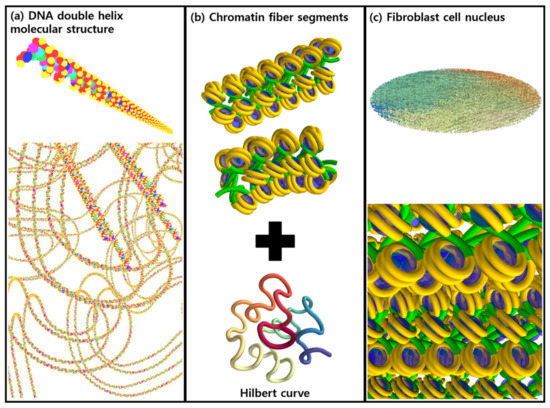 A Geant4-DNA Evaluation of Radiation-Induced DNA Damage on a Human ...