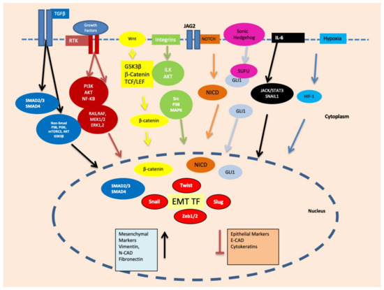 Vimentin Is at the Heart of Epithelial Mesenchymal Transition (EMT ...