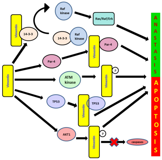 Vimentin Is at the Heart of Epithelial Mesenchymal Transition (EMT ...