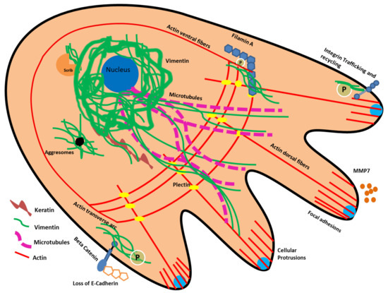 Vimentin Is at the Heart of Epithelial Mesenchymal Transition (EMT ...