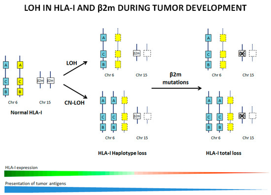 Copy Neutral LOH Affecting the Entire Chromosome 6 Is a Frequent ...