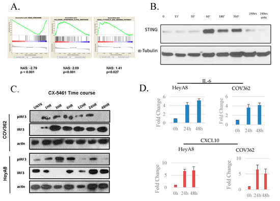 CX-5461 Treatment Leads to Cytosolic DNA-Mediated STING Activation in ...