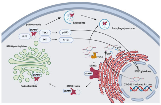 CX-5461 Treatment Leads to Cytosolic DNA-Mediated STING Activation in ...