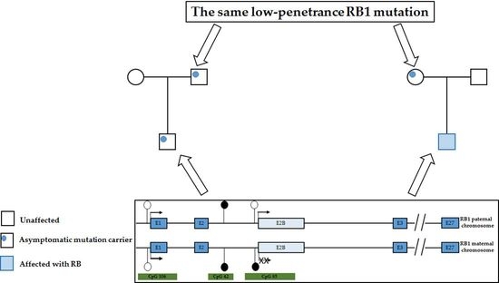 Cancers | Free Full-Text | Parental Origin of the RB1 Gene Mutations in ...