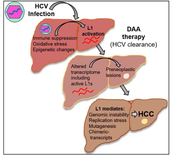 Cancers | Free Full-Text | HCV Activates Somatic L1 Retrotransposition ...