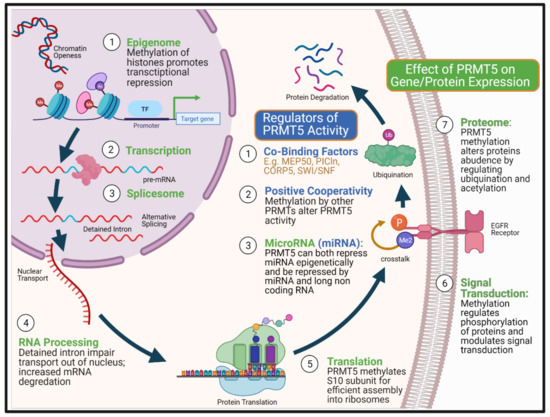 PRMT5: An Emerging Target for Pancreatic Adenocarcinoma