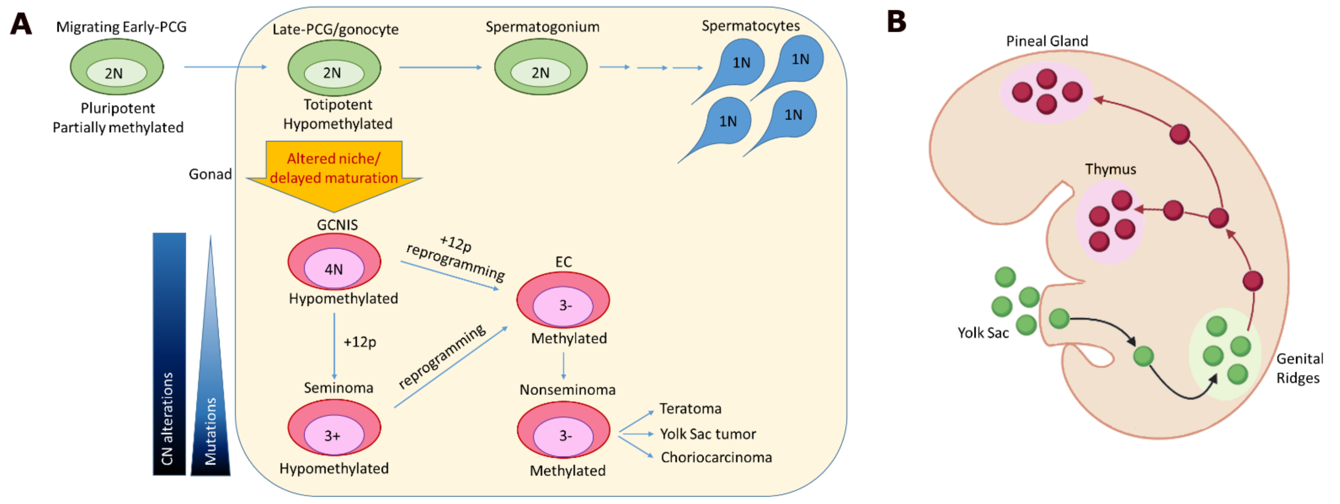 Mediastinal Germ Cell Tumor
