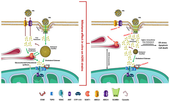 Cancers | Free Full-Text | Molecular Mechanisms of Mitotane Action in ...