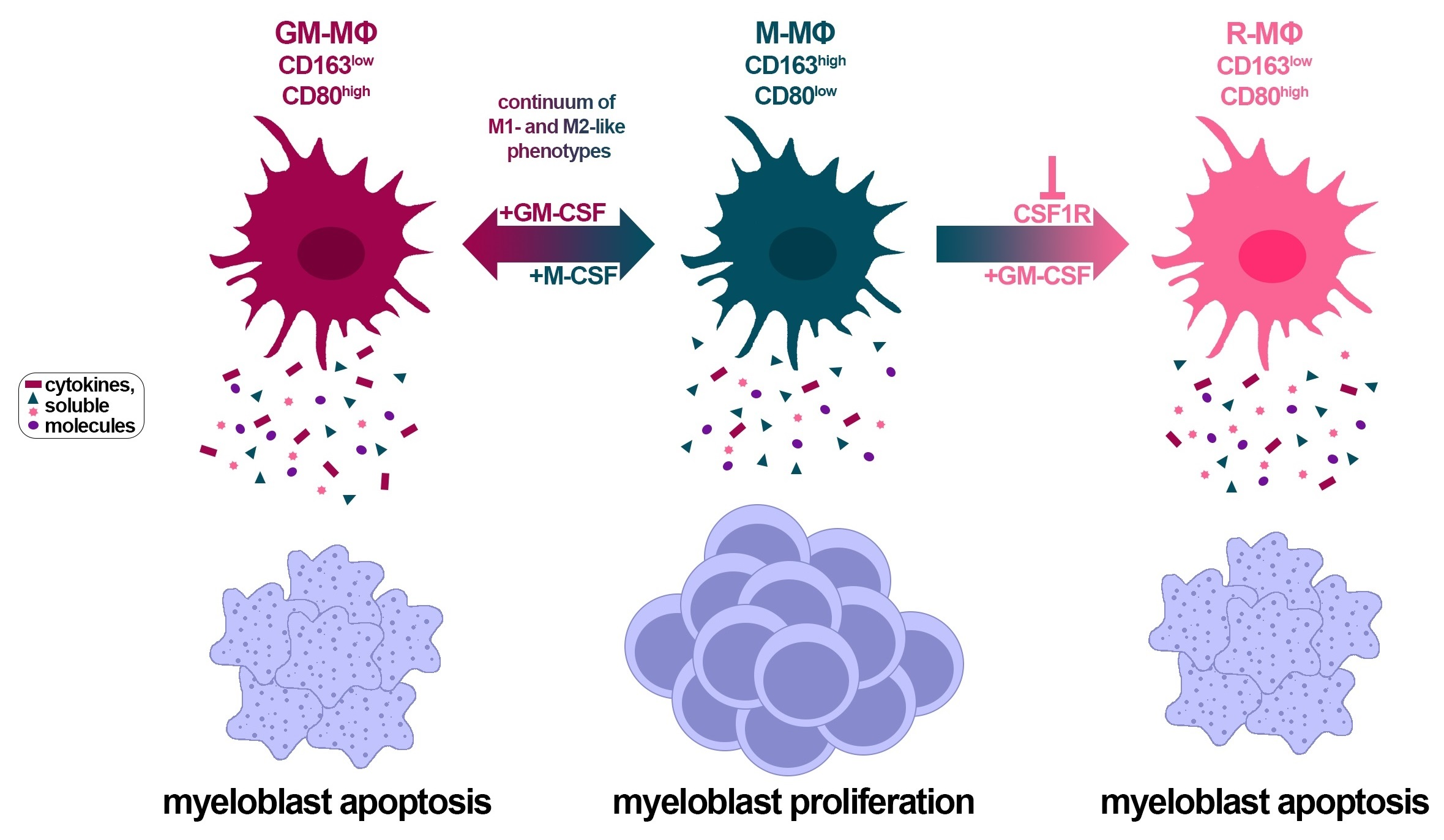 Cancers | Free Full-Text | CSF1R Inhibition Combined with GM-CSF ...