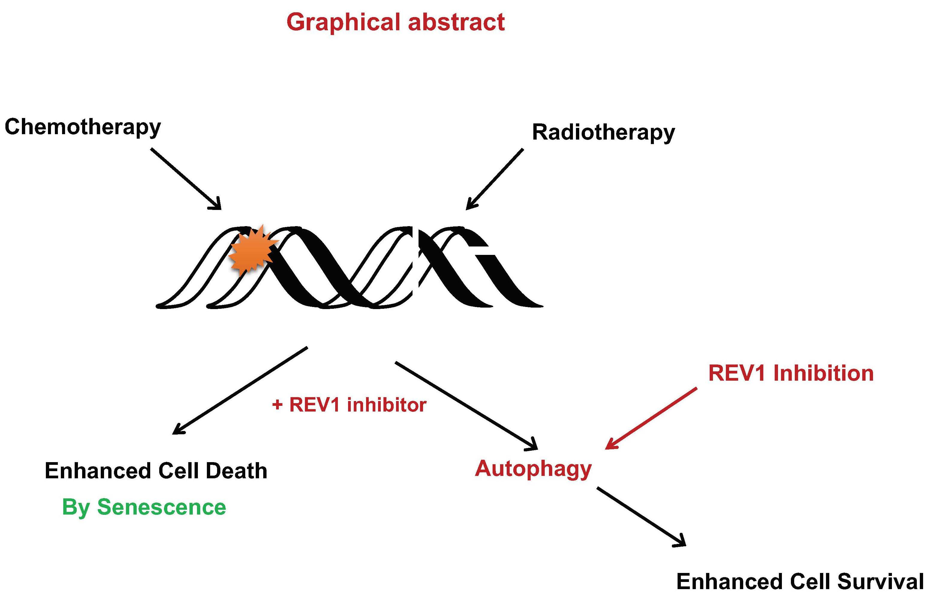 Cancers | Free Full-Text | REV1 Inhibition Enhances Radioresistance and ...