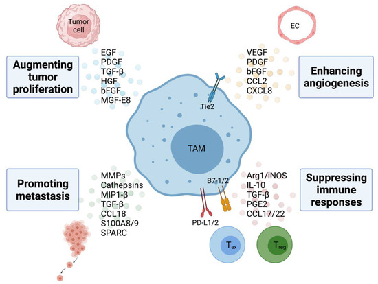 Targeting Tumor-Associated Macrophages in Cancer Immunotherapy