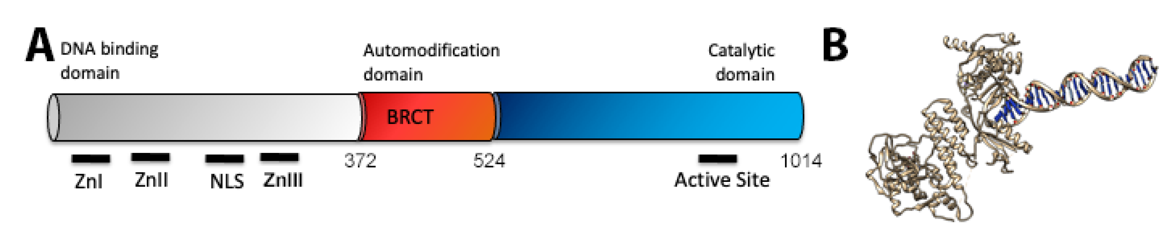PARP Inhibitors and Haematological Malignancies—Friend or Foe?