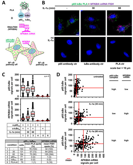 Monitoring the Levels of Cellular NF-κB Activation States