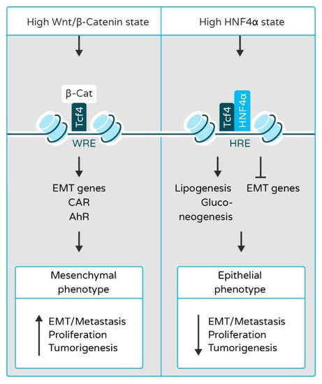 Disruption of Tumor Suppressors HNF4α/HNF1α Causes Tumorigenesis in Liver